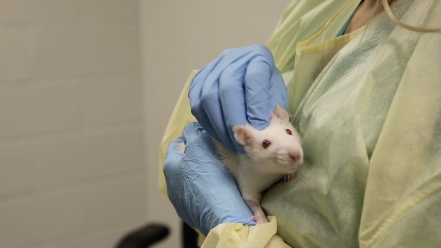 Compassion Fatigue Awareness and Support | Research Animal Resources